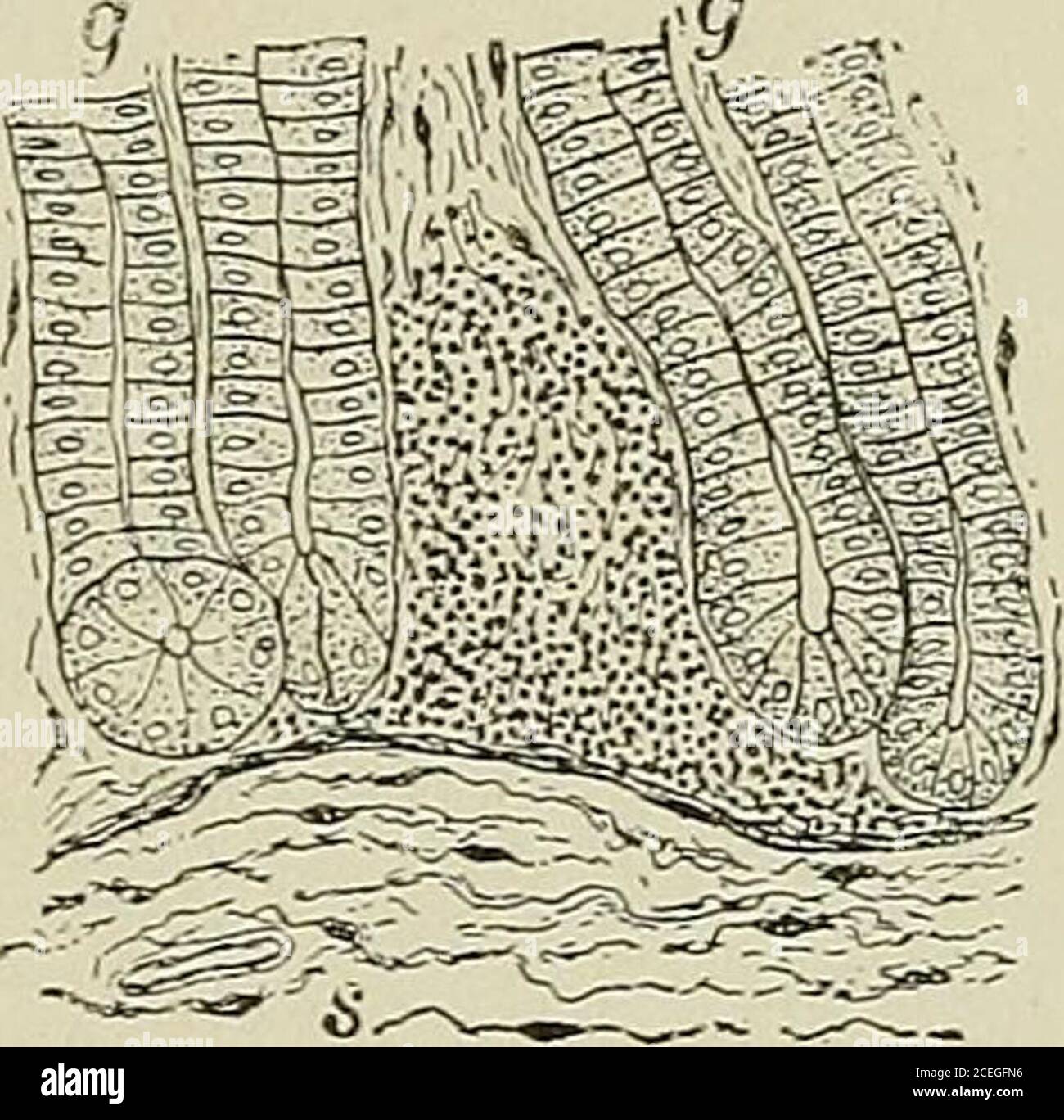 Glandes pyloriques Banque de photographies et d’images à haute ...