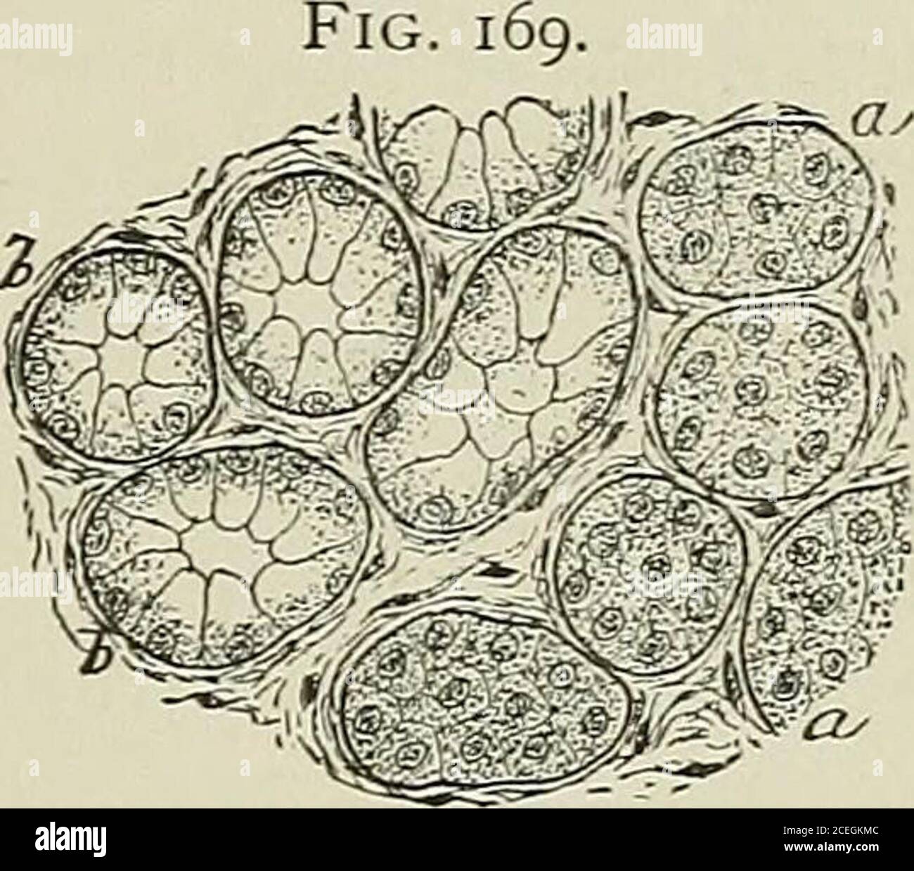 Zone sous granulaire Banque de photographies et d’images à haute ...