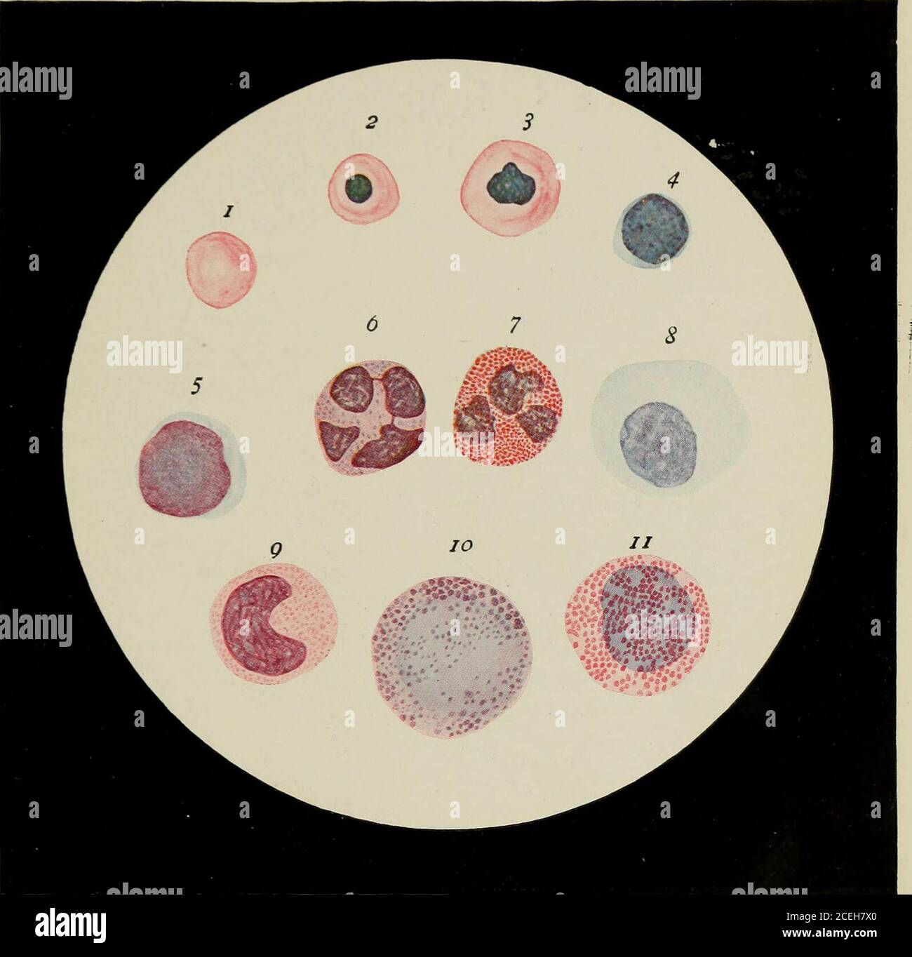 Frottis sanguin normal Banque de photographies et d’images à haute ...