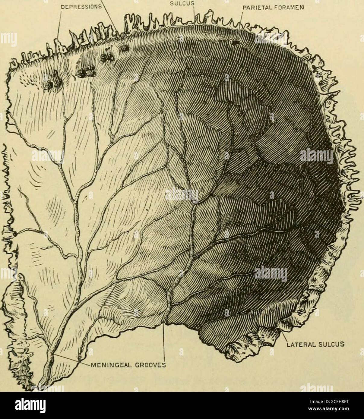 Apophyse transverse de l'atlas Banque de photographies et d’images à ...