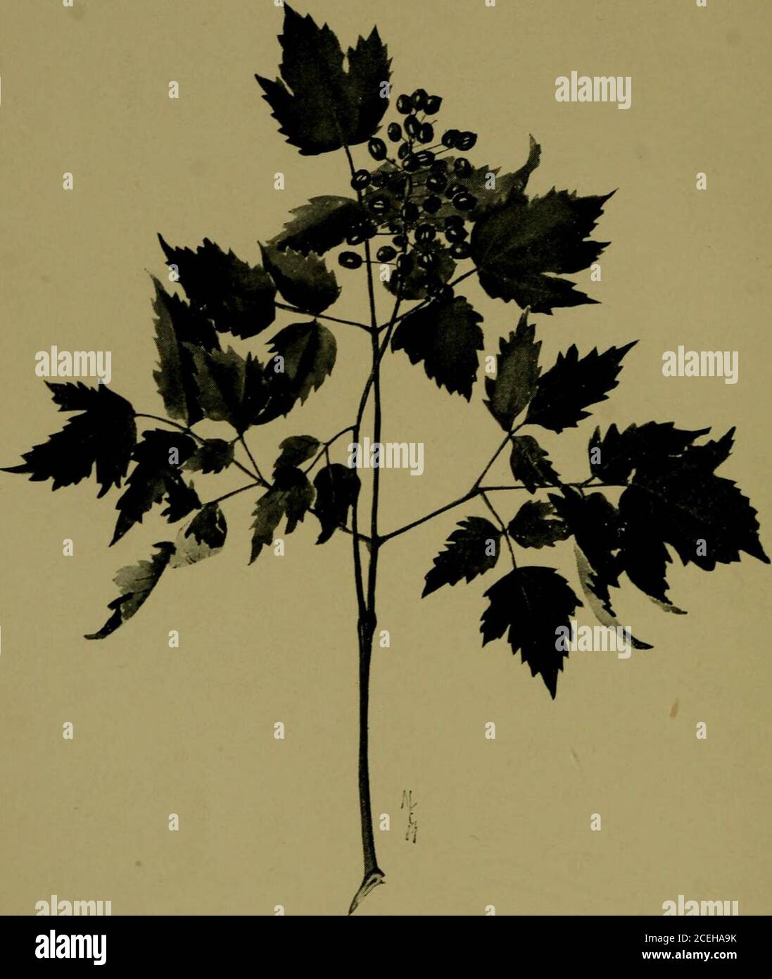 . Comment connaître les fruits sauvages; un guide de plantes quand pas ...