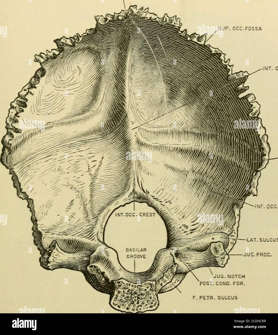 Occipital crest Banque de photographies et d’images à haute résolution ...