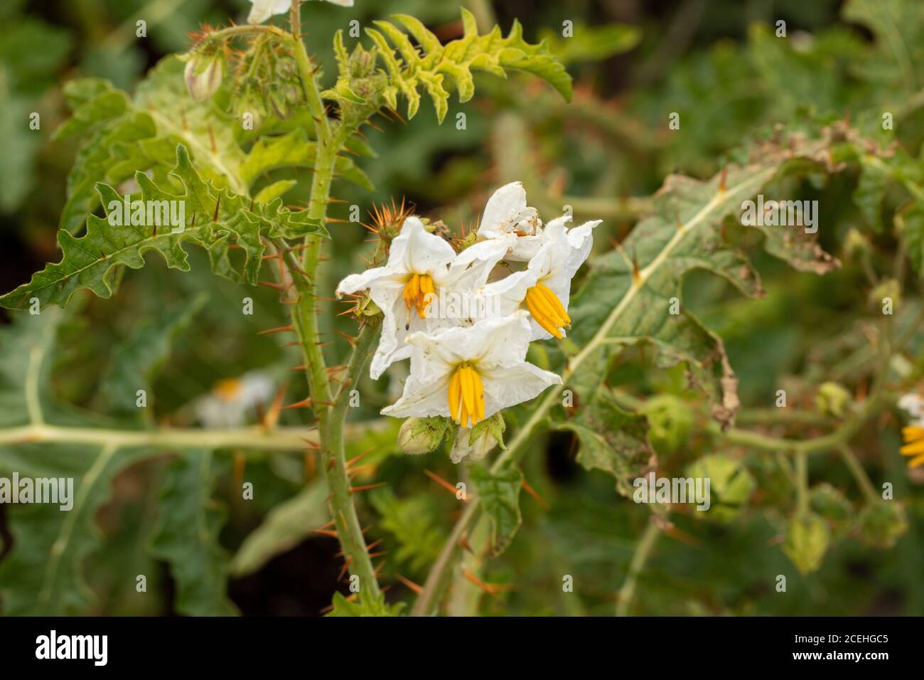 Balbis solanum Banque de photographies et d’images à haute résolution ...
