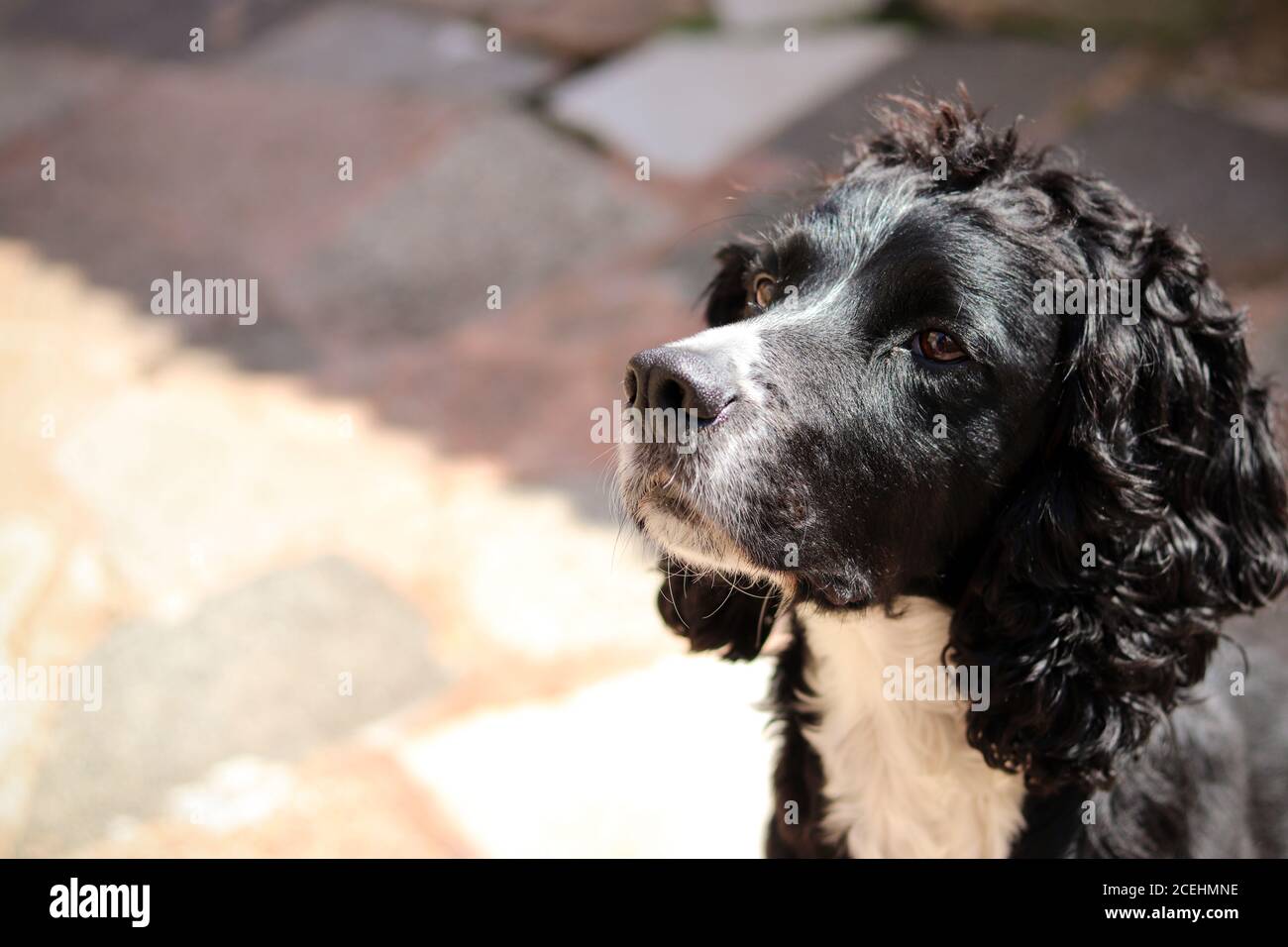 Mignon petit chien brun cocker spaniel Banque de photographies et d ...