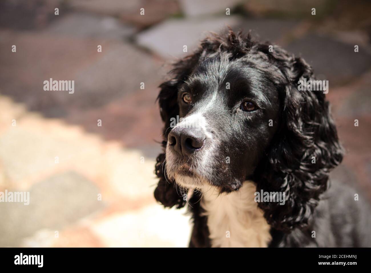 Mignon petit chien brun cocker spaniel Banque de photographies et d ...
