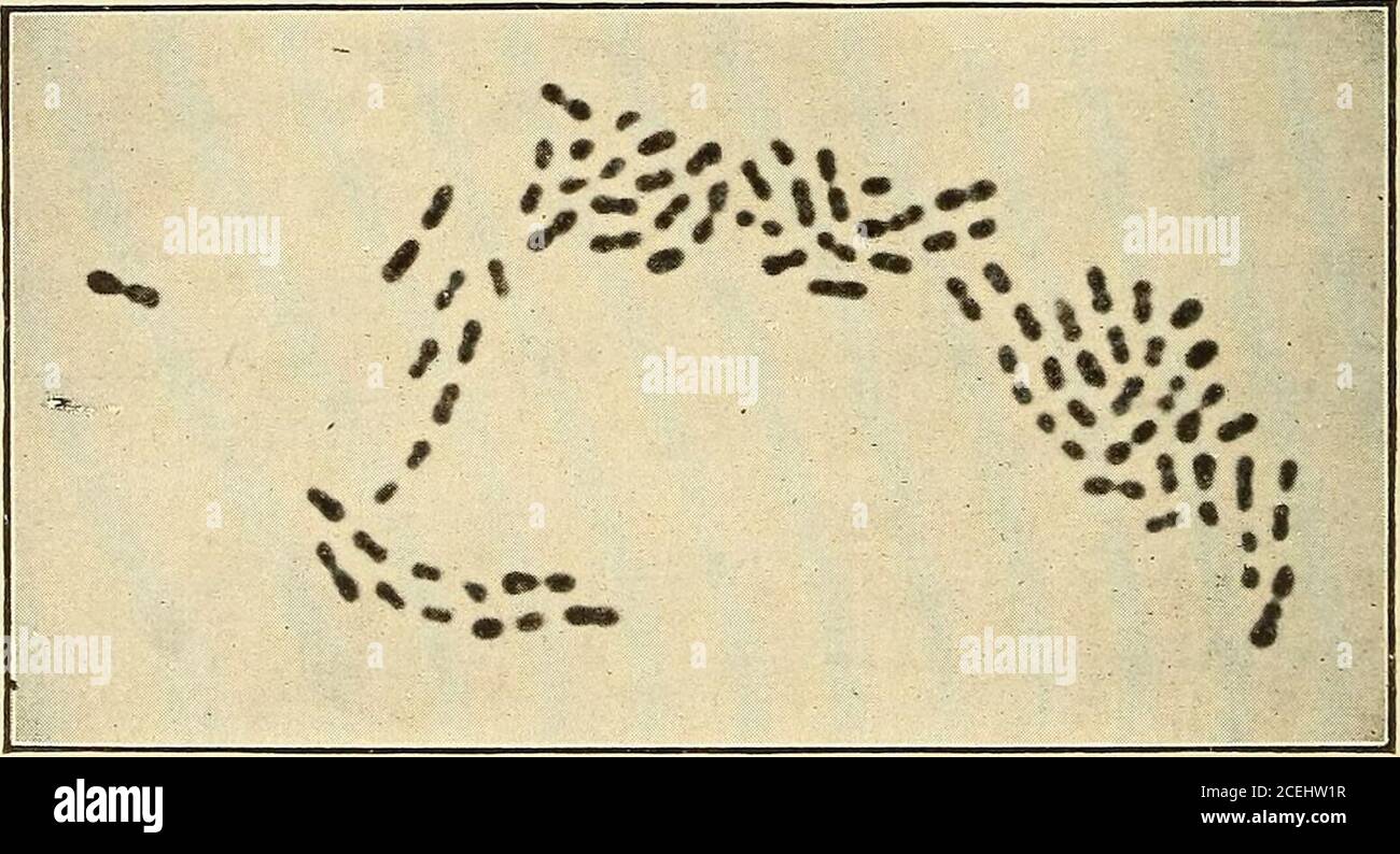 . Technique pathologique ; un manuel pratique pour les travailleurs en ...