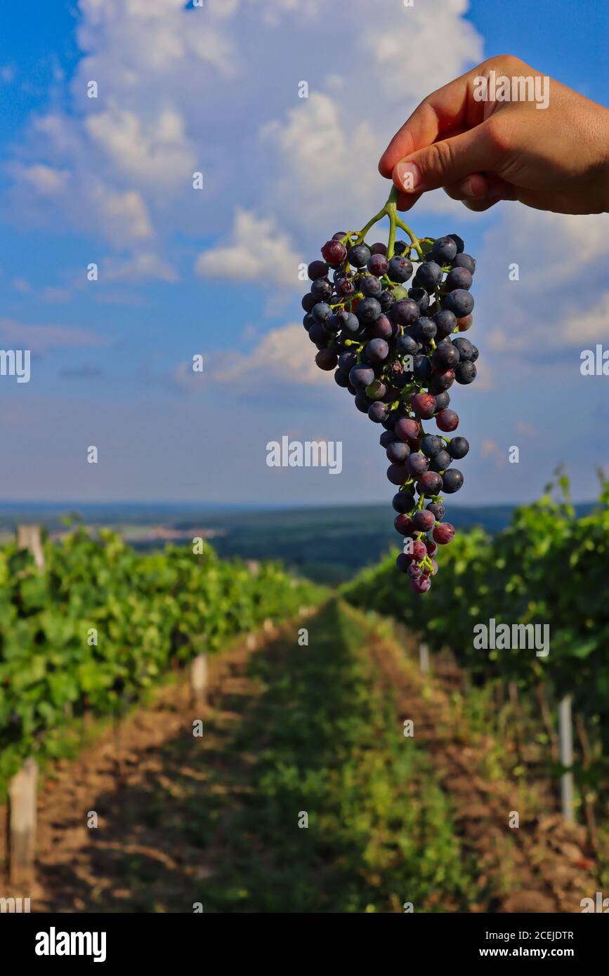 Grappe de raisin rouge raisin rouge Banque de photographies et d’images ...