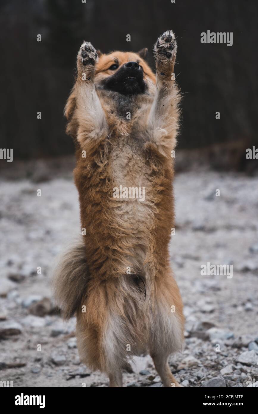 Chien elo Banque de photographies et d’images à haute résolution - Alamy