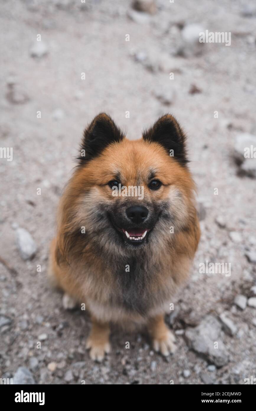 Chien elo Banque de photographies et d’images à haute résolution - Alamy