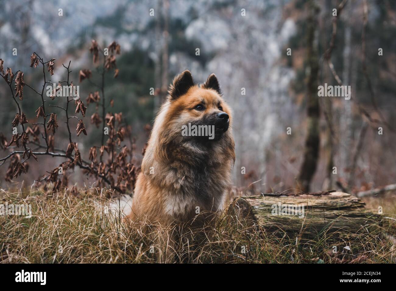 Chien elo Banque de photographies et d’images à haute résolution - Alamy
