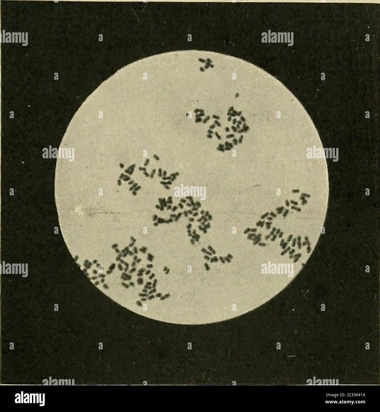 . La bactériologie de l'œil. Figure 25.—Diplobacillus Morax-Axenfeld. X ...