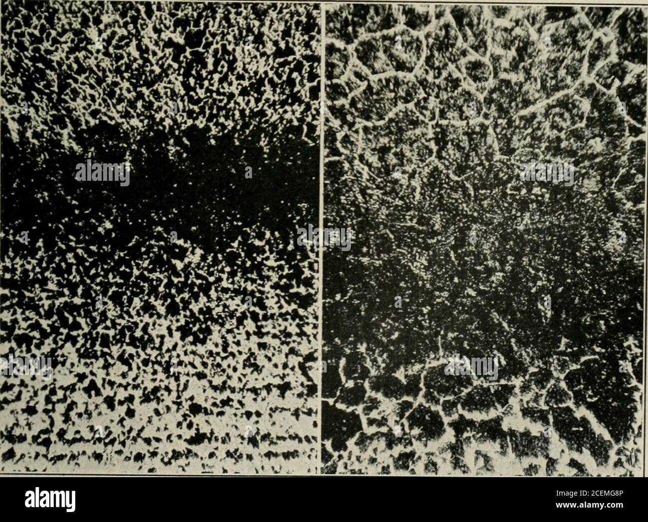 . Transactions. GJFiG. 20.—acier anormal. X 50. Figure 21.—acier normal ...