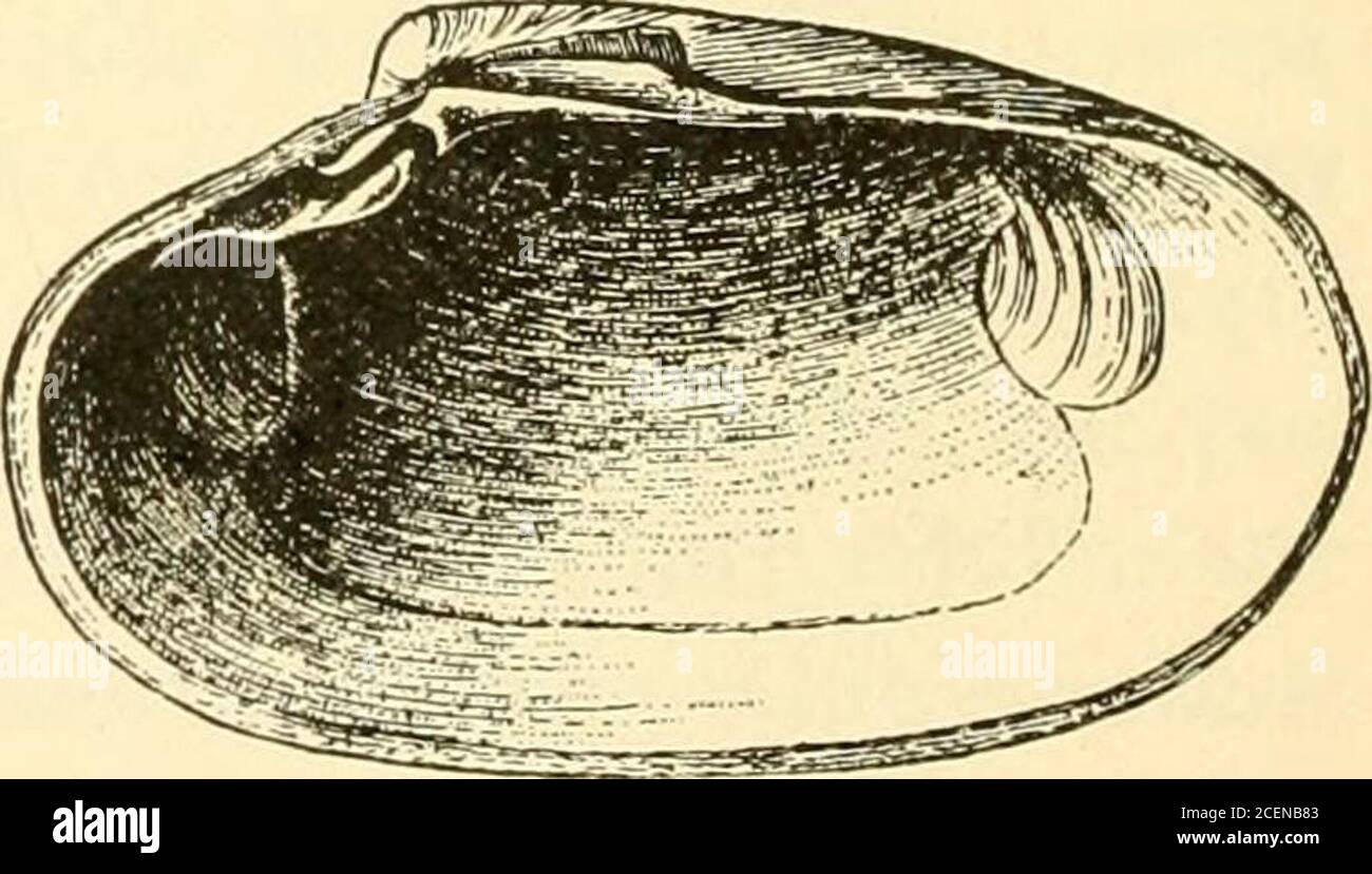 . Coques d'Amérique de l'Ouest; Une description en termes familiers des ...