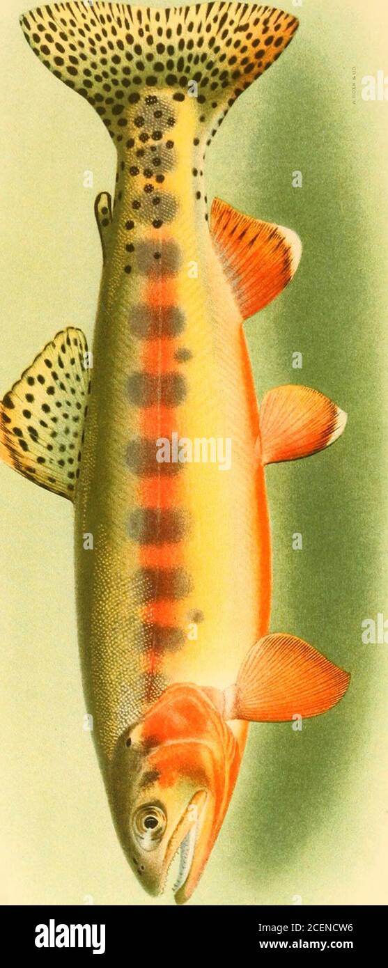 Volcan evermann Banque de photographies et d’images à haute résolution ...