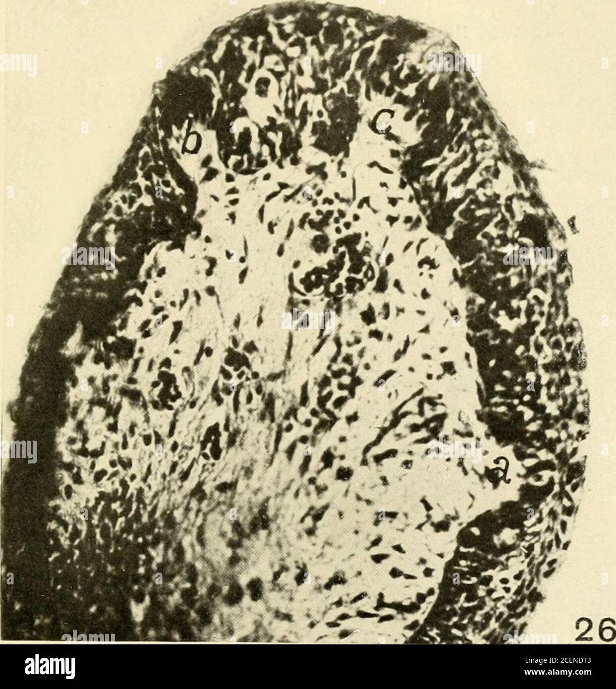 . Le Journal de zoologie expérimentale. 399 PLAQUE 4 EXPLICATION DE LA ...