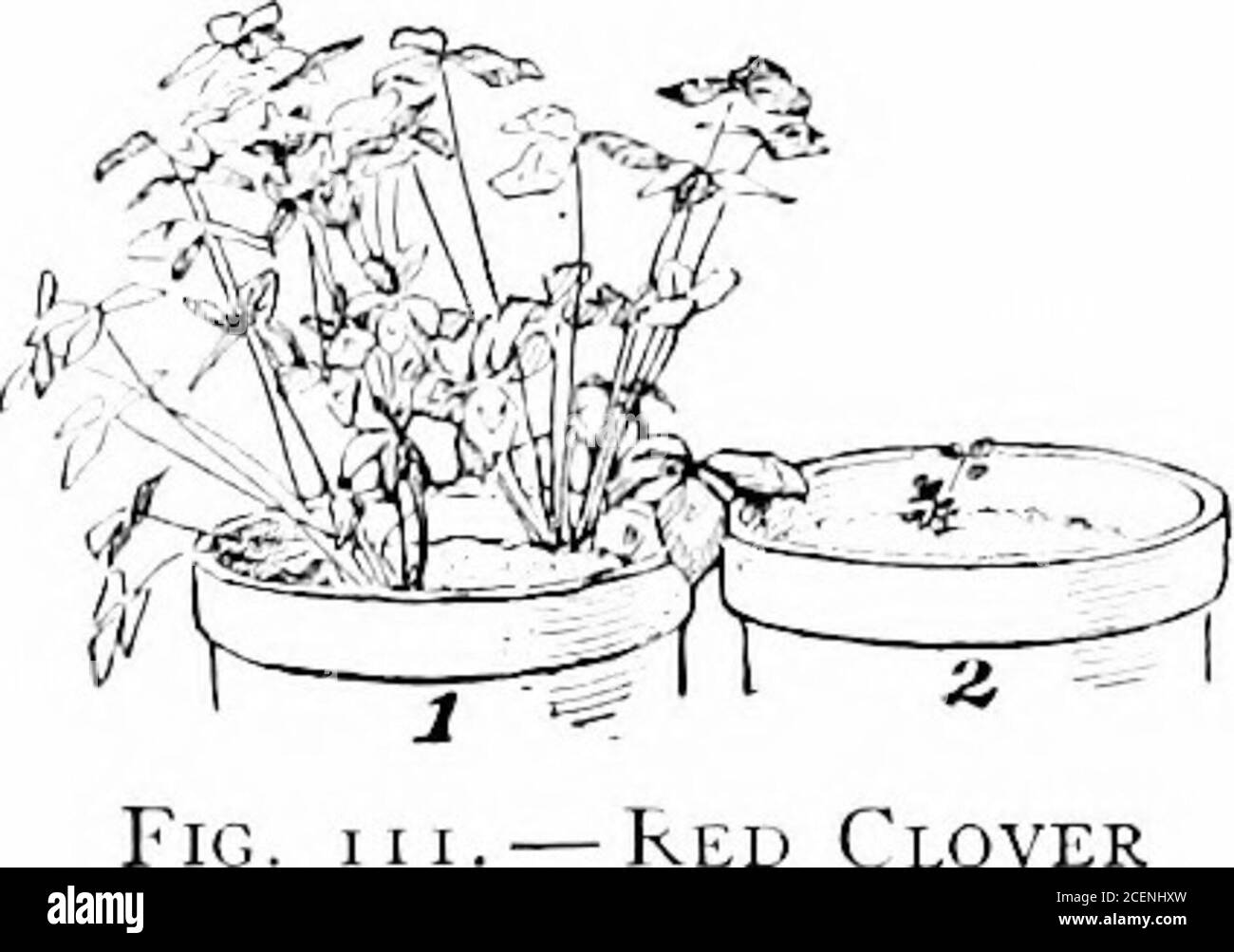 . Agriculture pour les écoles du Sud. Figure 110. — SoEGHuji provenant ...