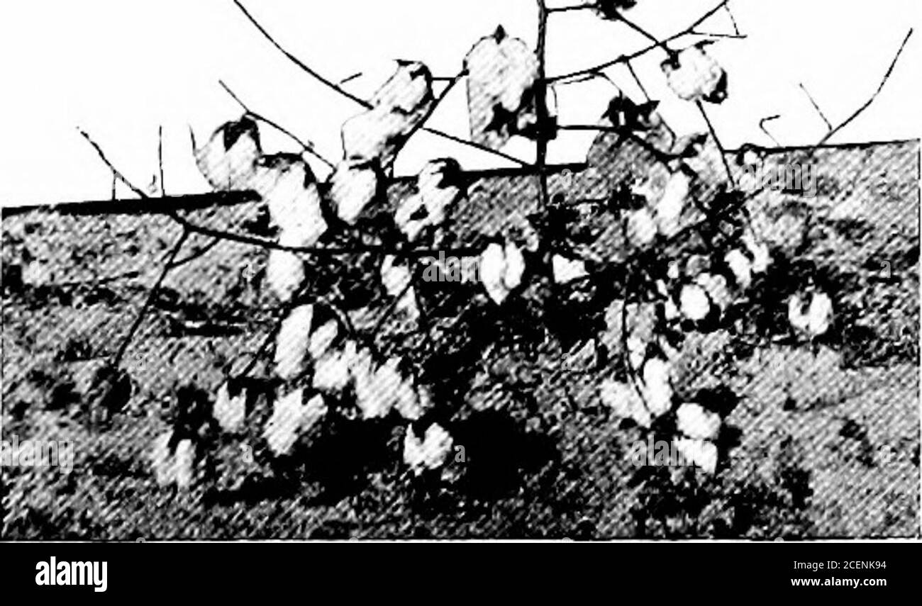 Formation de capsules de coton Banque de photographies et d’images à ...