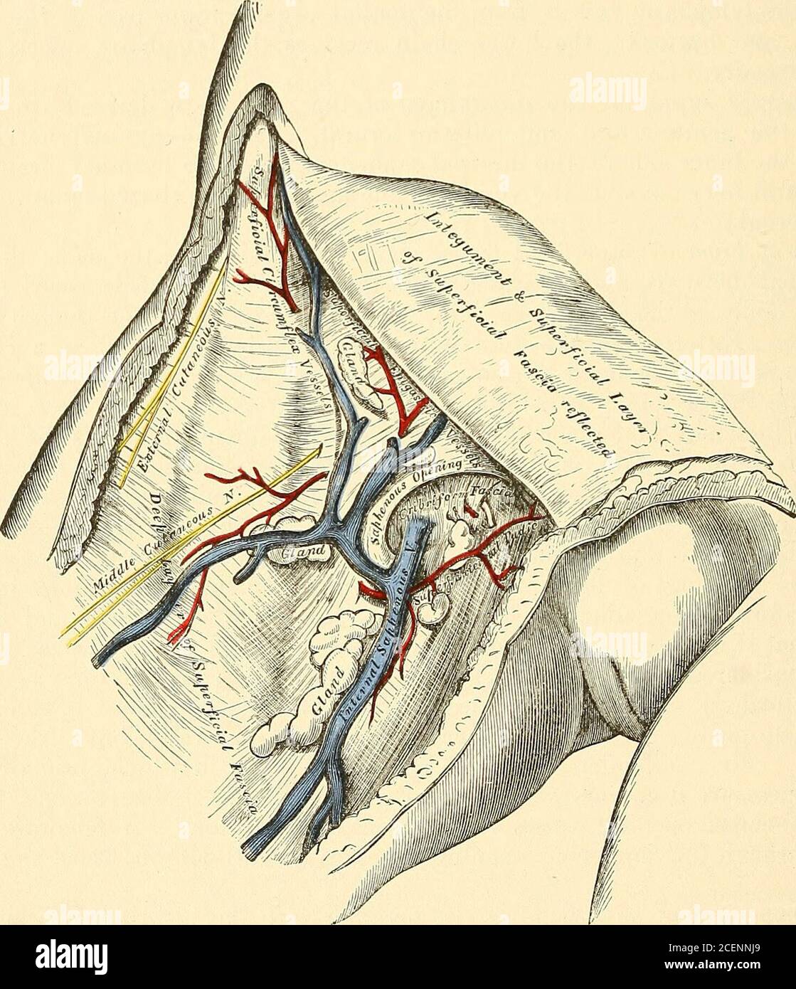 . Anatomie, descriptive et chirurgicale. Nally to the crest of the ...