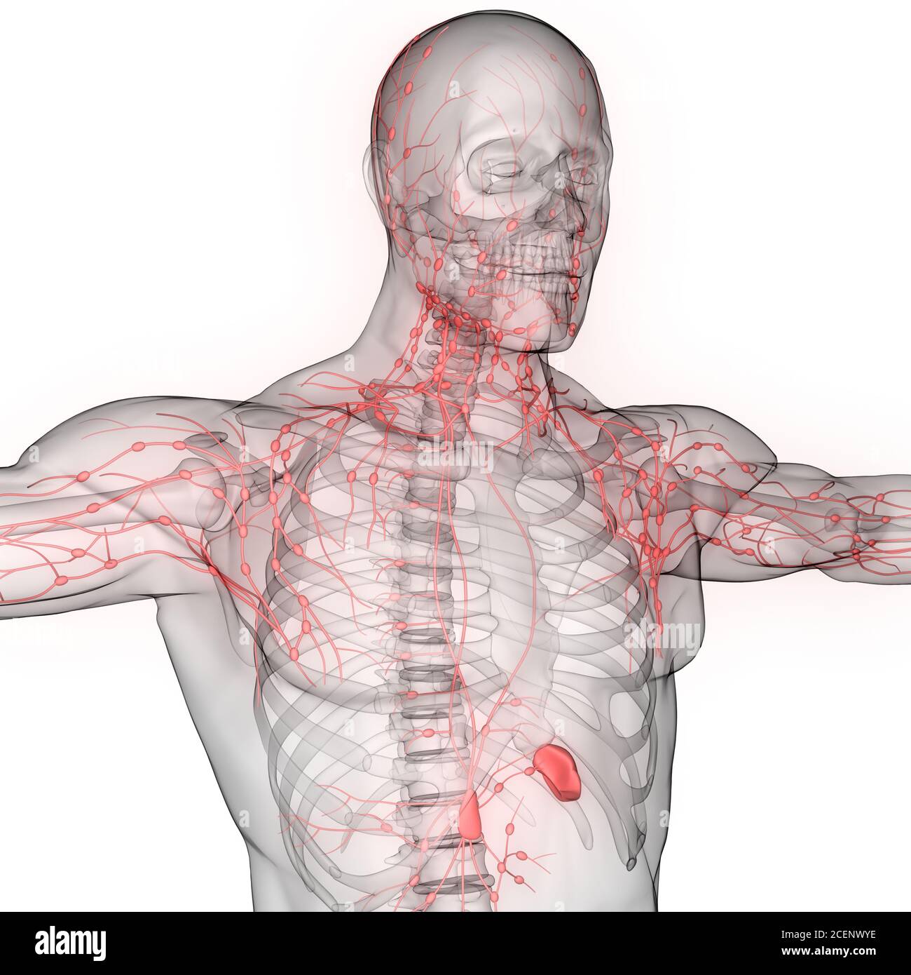 Anatomie de la rate Banque de photographies et d’images à haute ...
