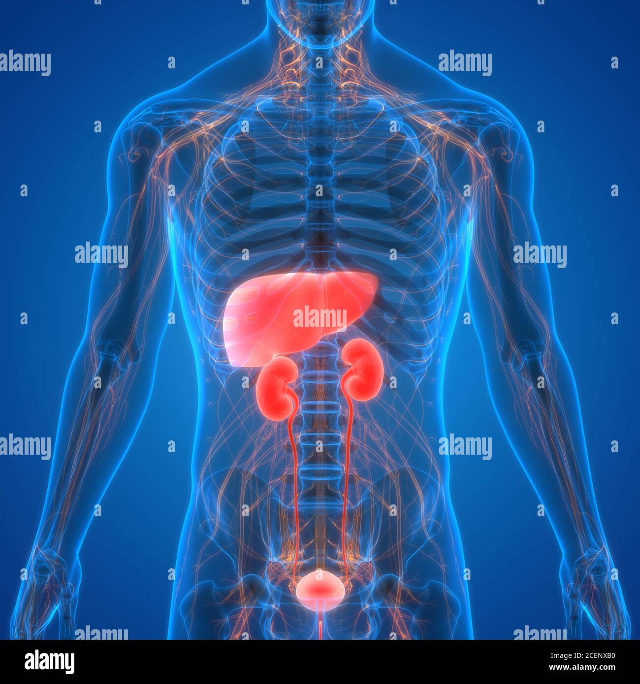 Les droits de l'appareil urinaire les reins avec l'anatomie de la ...