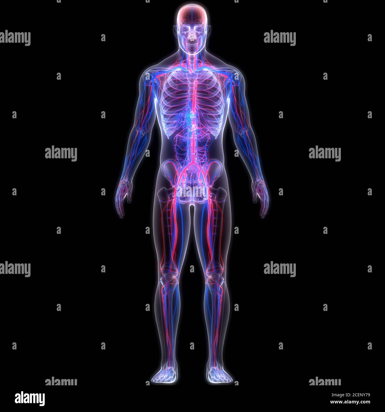 Système circulatoire humain artères et veines Anatomie Photo Stock - Alamy