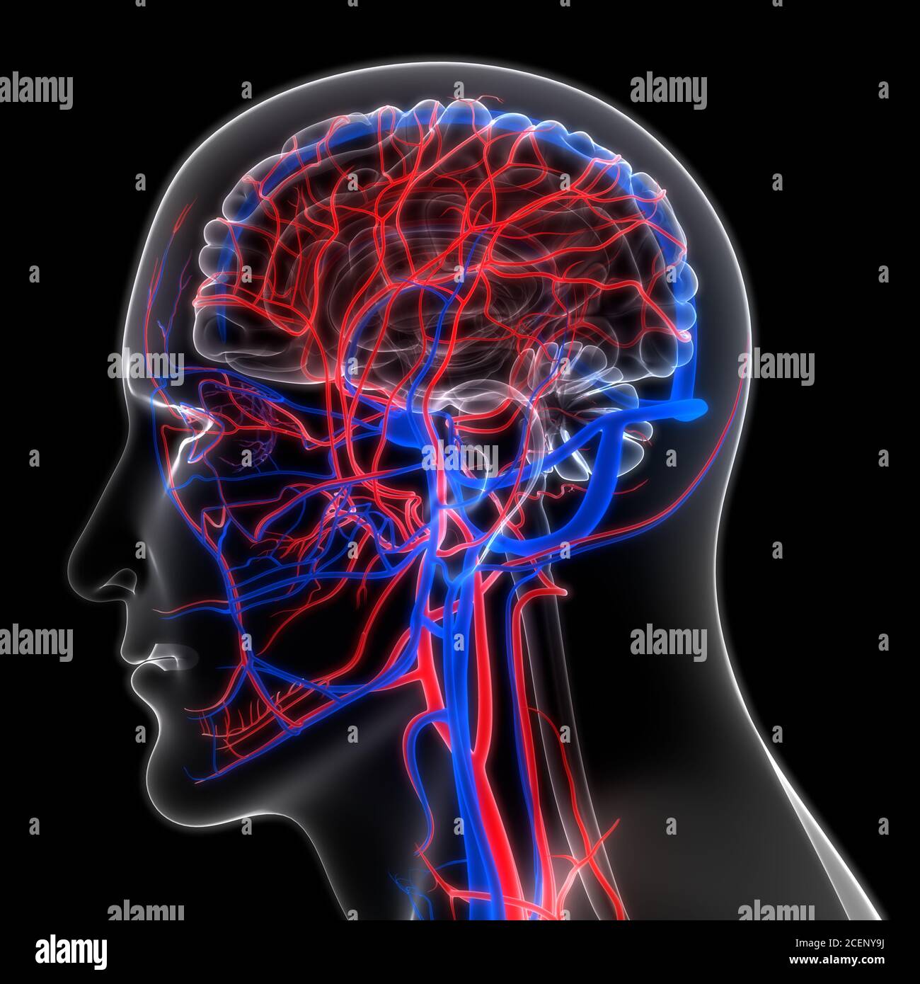 Système circulatoire humain artères et veines Anatomie Photo Stock - Alamy