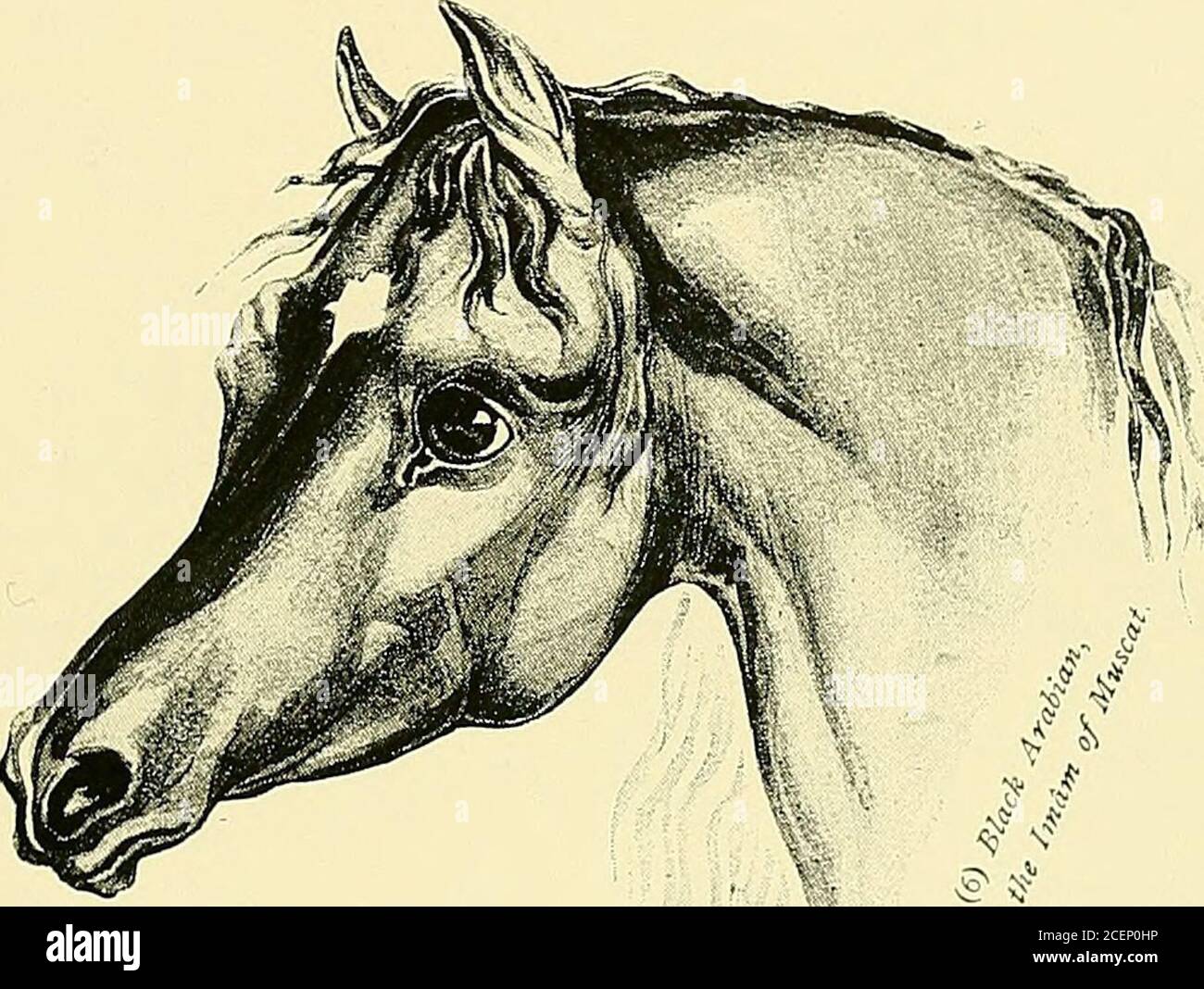 . Le cheval arabe, son pays et son peuple : avec des portraits d ...