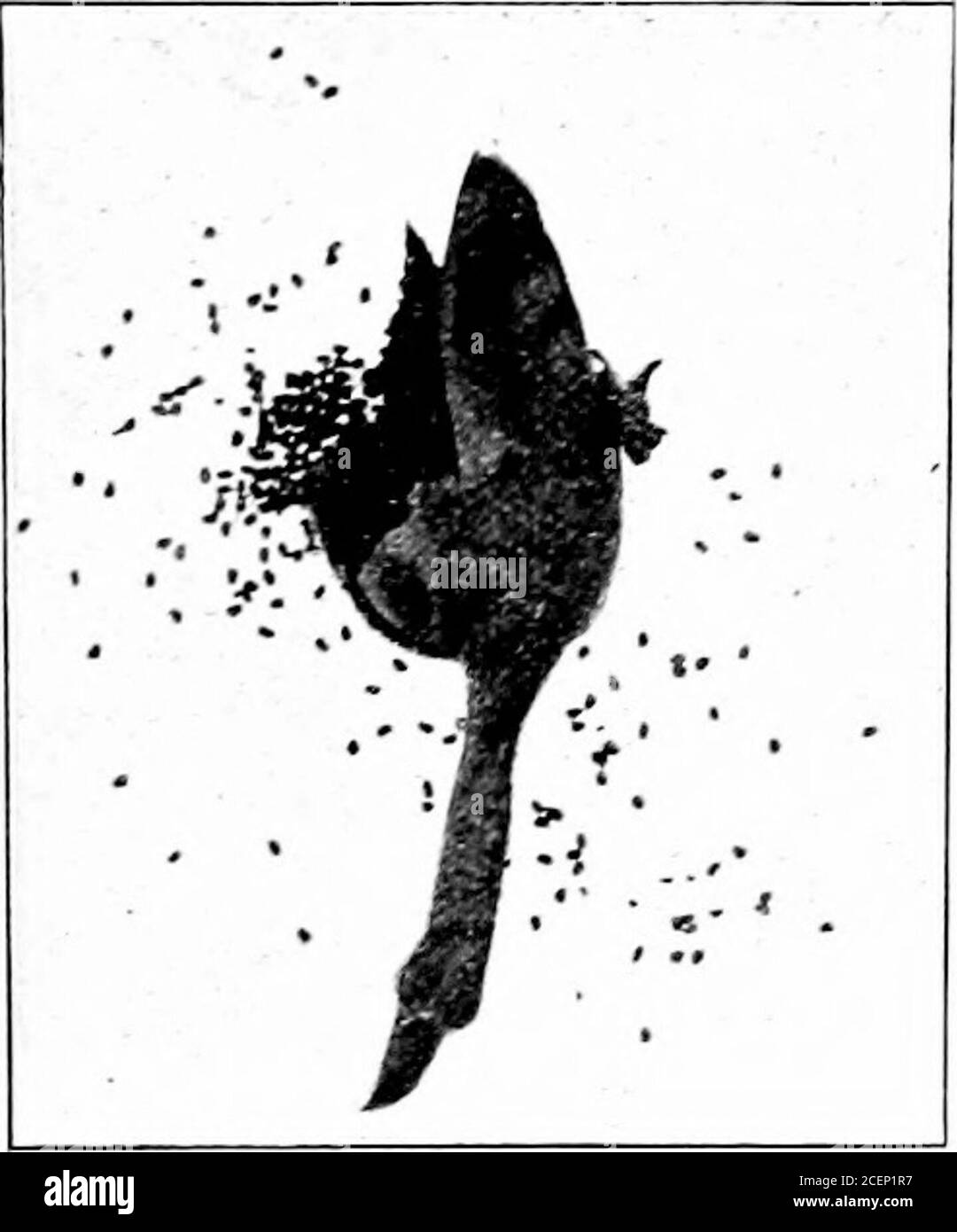 Grains de pollen sur les insectes Banque d'images noir et blanc - Alamy