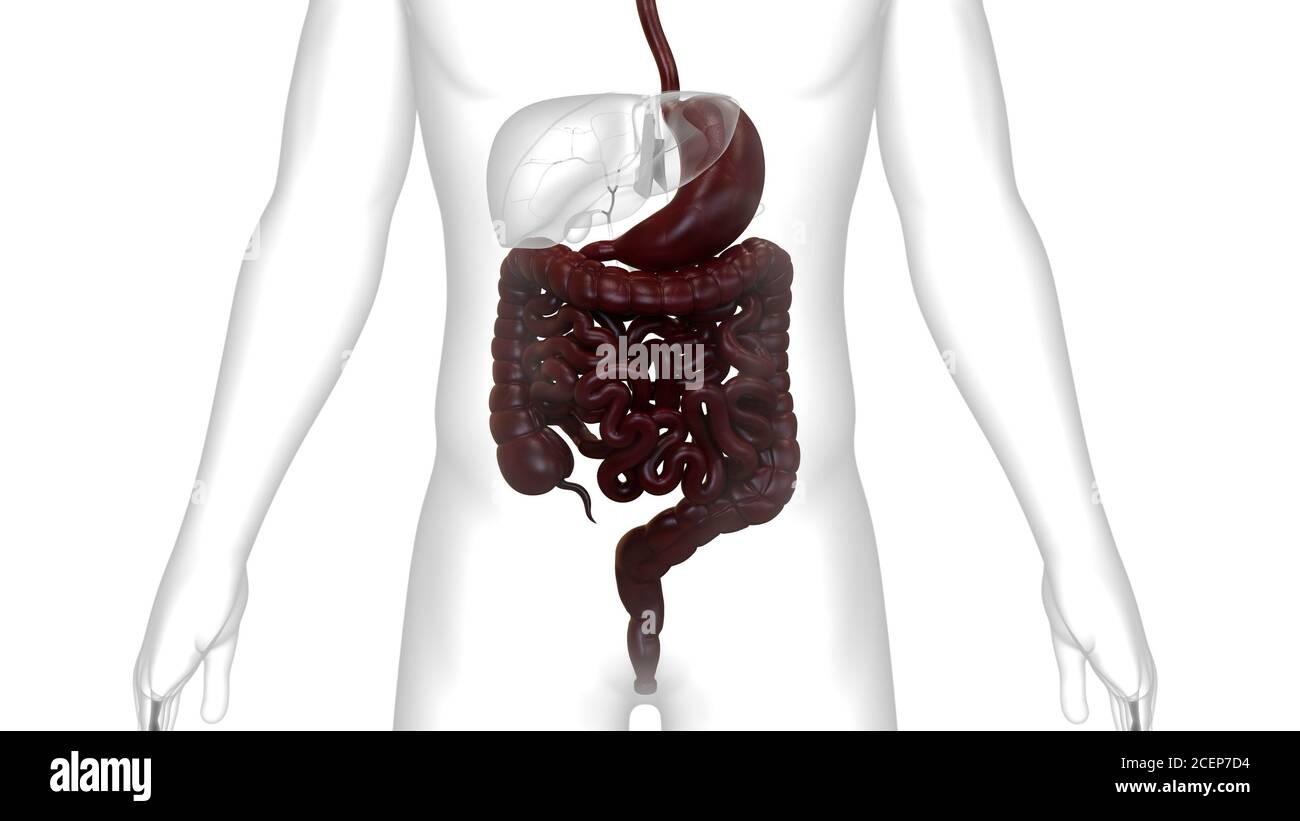 Anatomie du système digestif humain Photo Stock - Alamy
