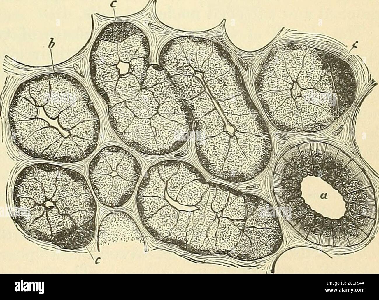 . Anatomie, descriptive et chirurgicale. Thesubmaxillaire triangle du ...