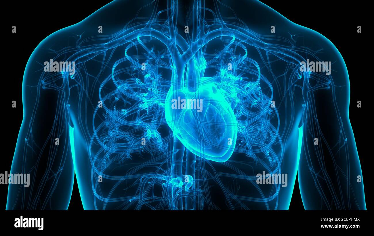 Système circulatoire de l'anatomie cardiaque Photo Stock - Alamy