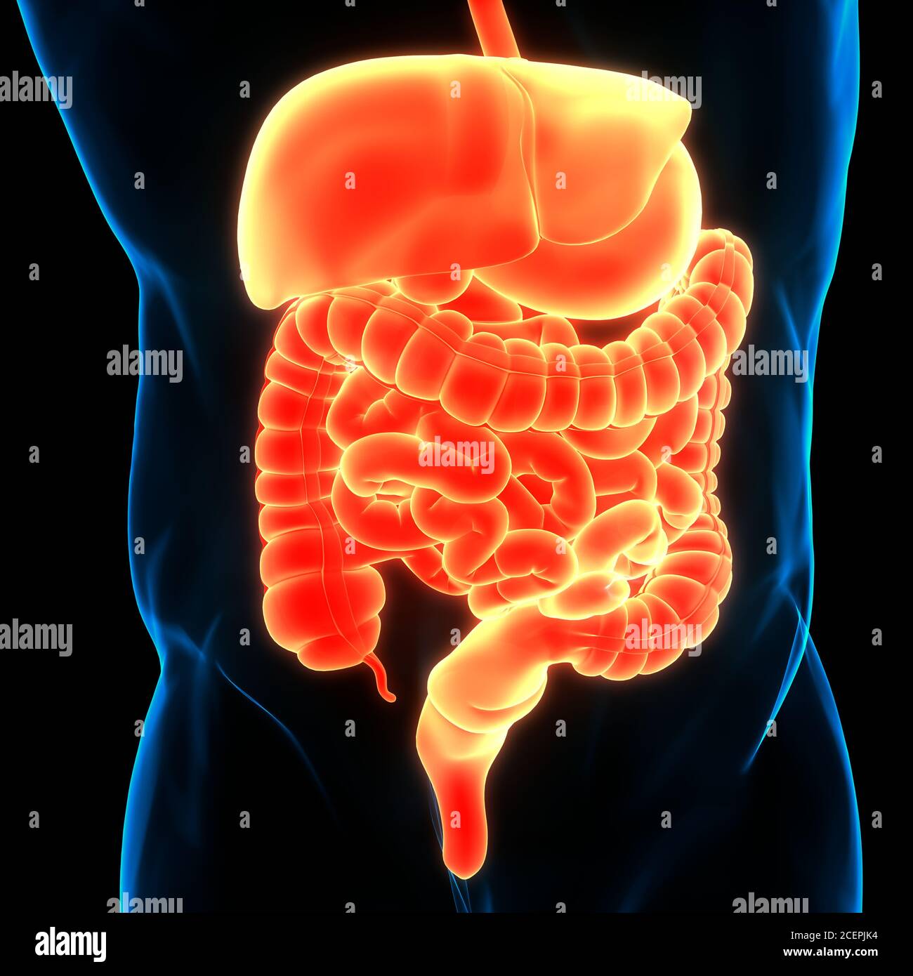 Anatomie du système digestif humain Photo Stock - Alamy