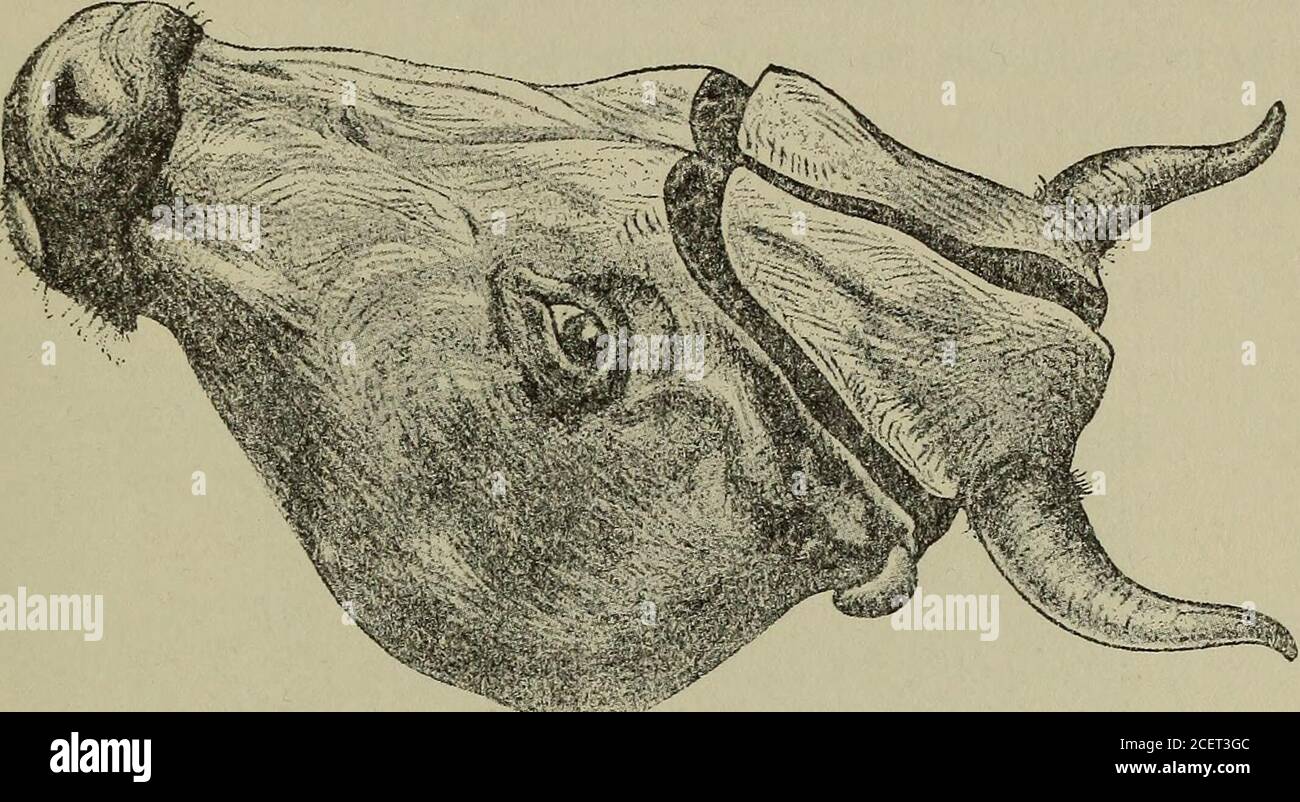 Cranial ridges Banque de photographies et d’images à haute résolution ...