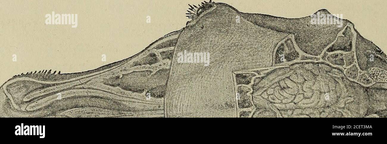 Cranial ridges Banque de photographies et d’images à haute résolution ...