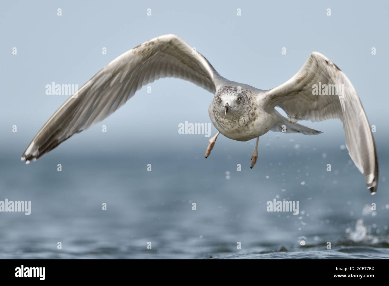 Oiseau prenant son envol Banque de photographies et d’images à haute ...