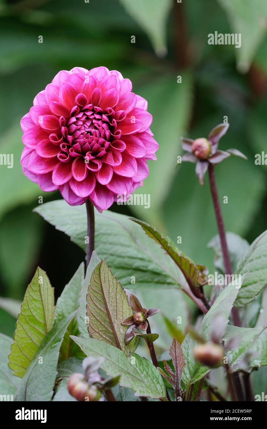 Fleur marron Banque de photographies et d’images à haute résolution - Alamy
