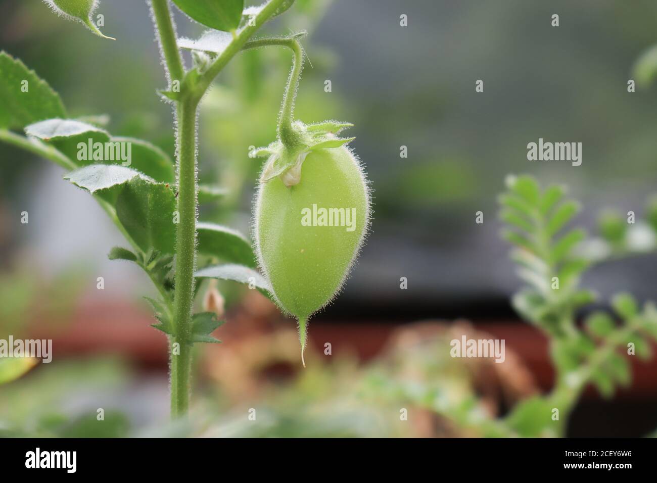 Gousse de pois chiche Banque de photographies et d’images à haute ...