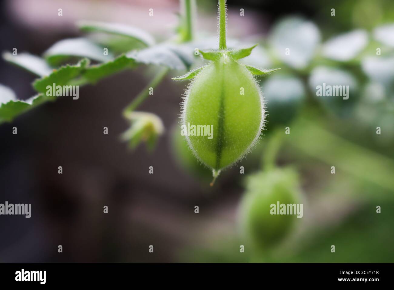 Gousse de pois chiche Banque de photographies et d’images à haute ...