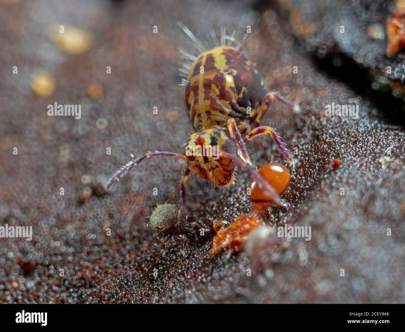 Insecte dans le dorset Banque de photographies et d’images à haute ...