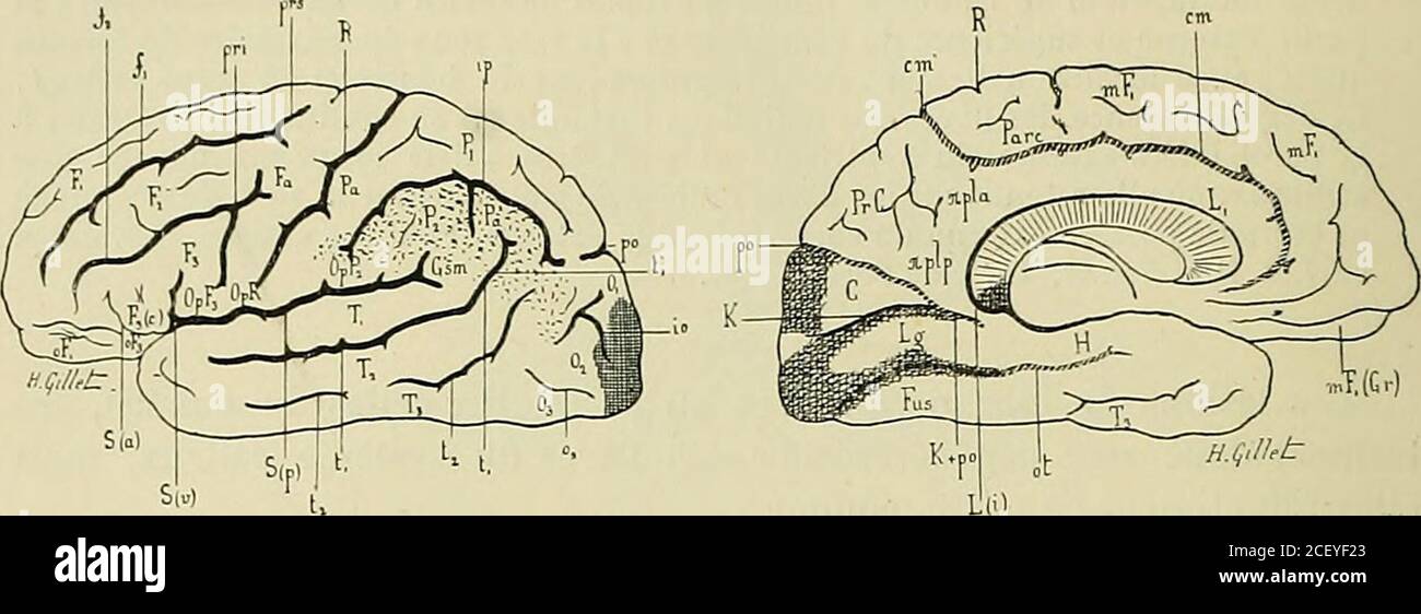 . Anatomie des centres nerveux. ,{GR), face interne dugyrus rectus ...