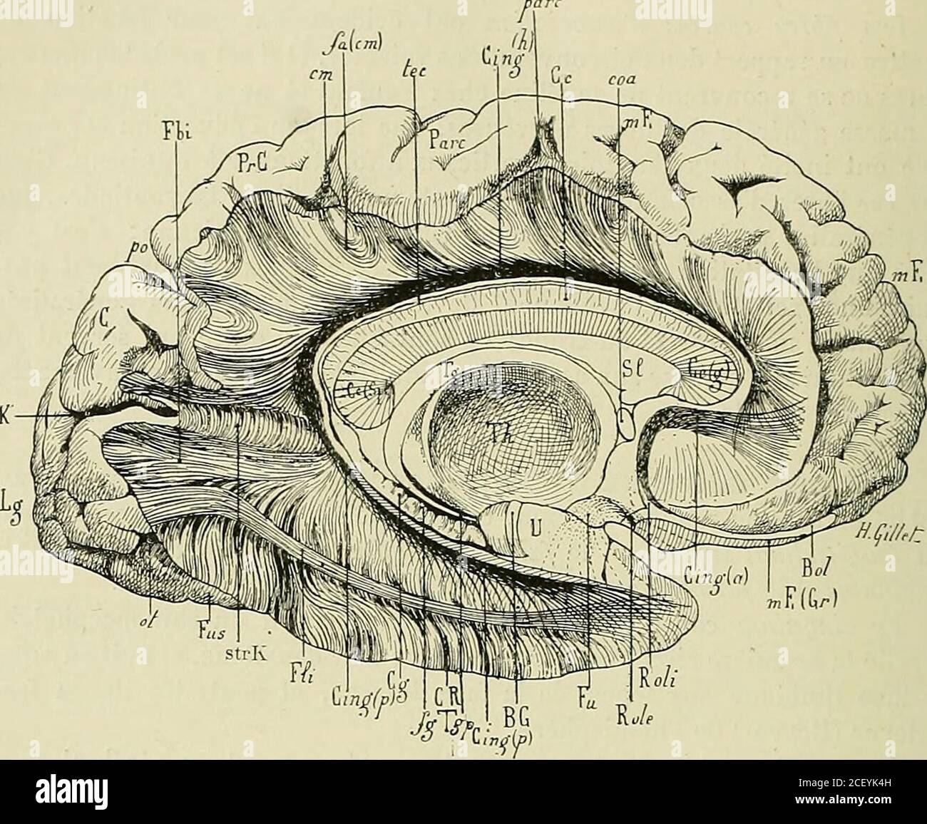 . Anatomie des centres nerveux. Et III). — le cingulum constitue le ...