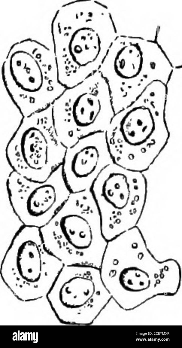 . La physiologie humaine. Les canaux des glandes qui y versent leurs ...