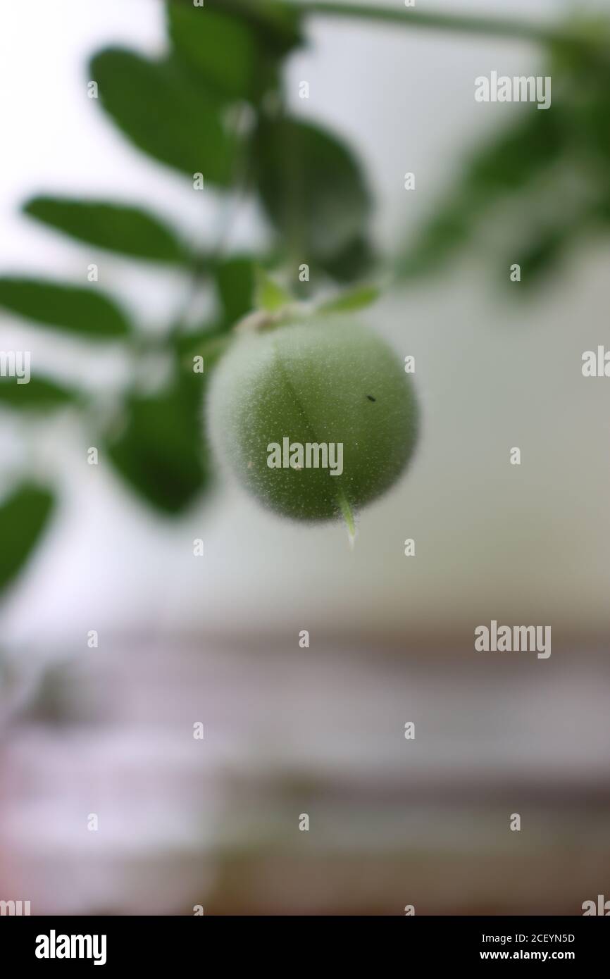 Gousse de pois chiche Banque de photographies et d’images à haute ...