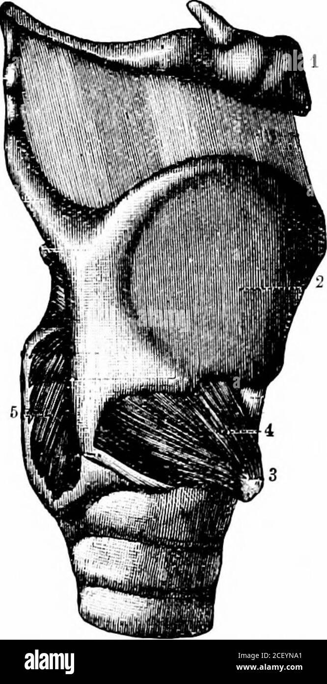 . Physiologie humaine. Figure 215.—vue latérale de la fig. 214.—vue ...