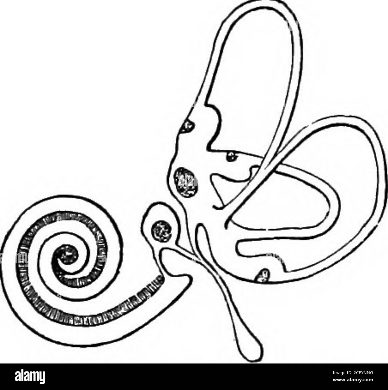 Osseous labyrinth Banque d'images noir et blanc - Alamy