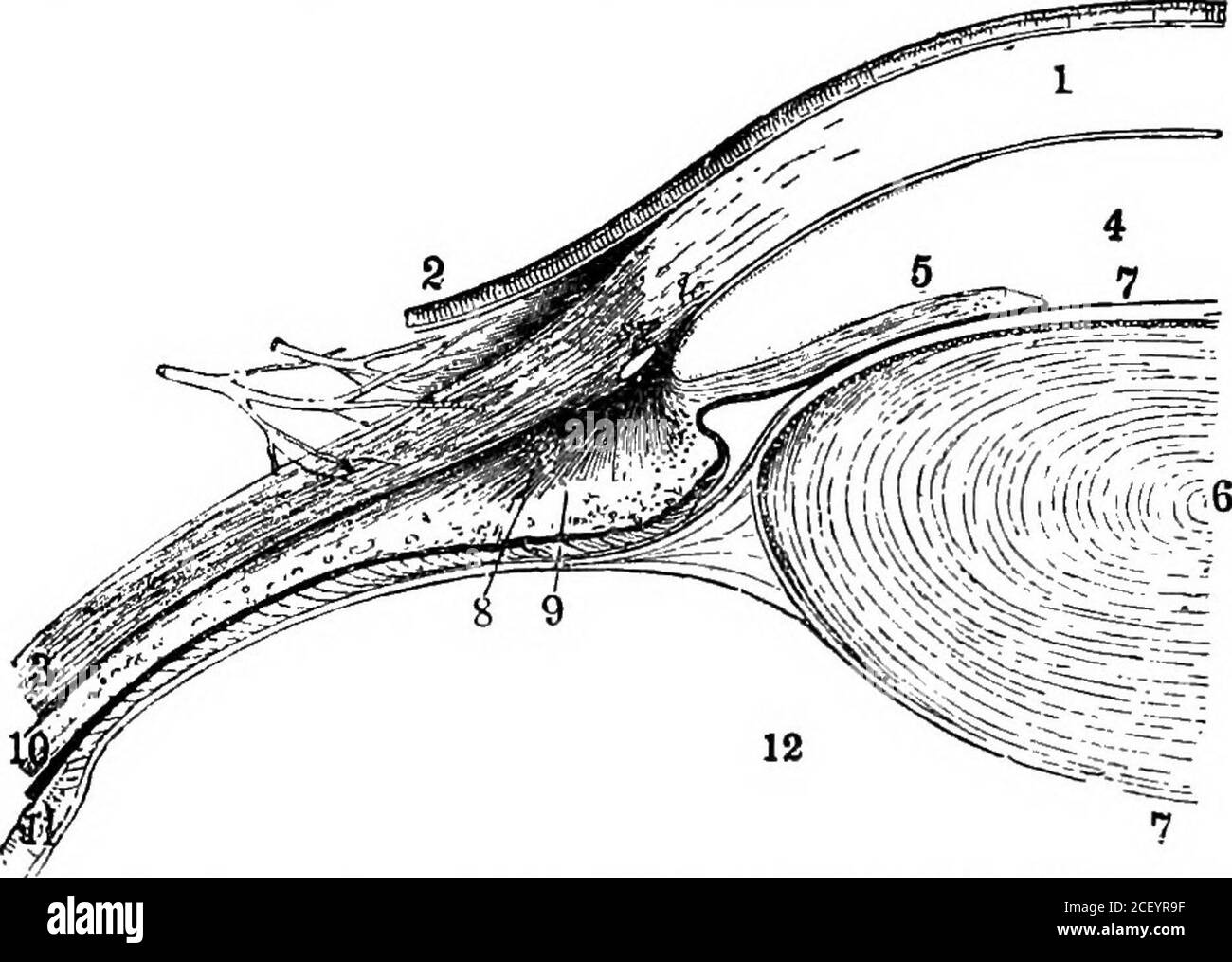 Processus ciliaires Banque d'images détourées - Alamy