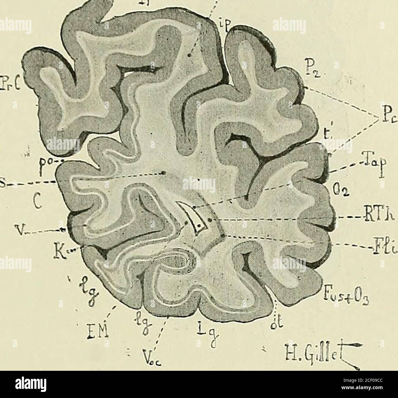 . Anatomie des centres nerveux. Hors. La partie supérieure répond au ...