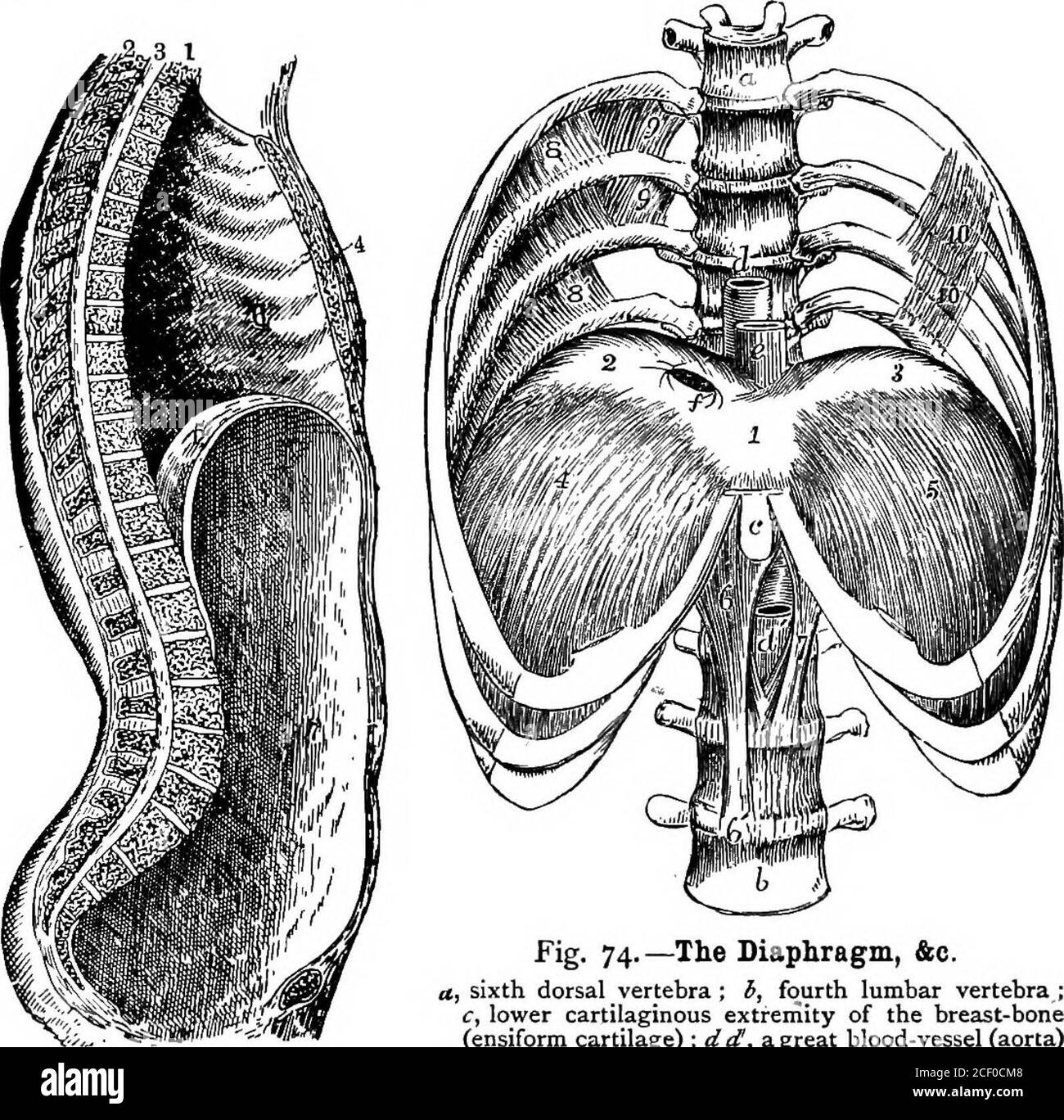 Les muscles de la gorge Banque d'images noir et blanc - Alamy