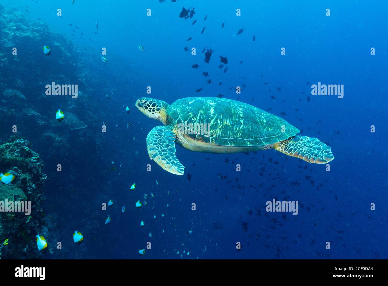 Tortue Verte Chelonia Mydas Ou Tortue Verte Banque d'image et photos ...