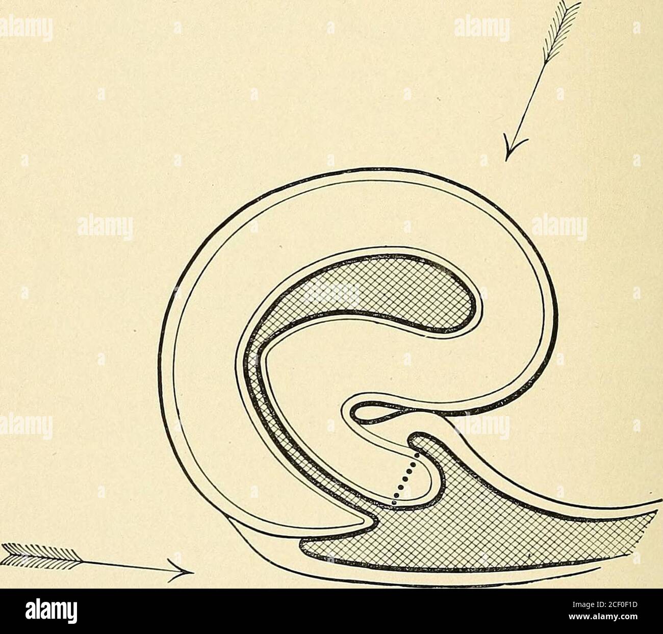 Cervical flexure Banque de photographies et d’images à haute résolution ...